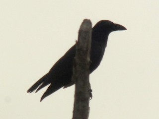 Banggai Crow - eBird
