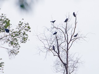 Banggai Crow - eBird