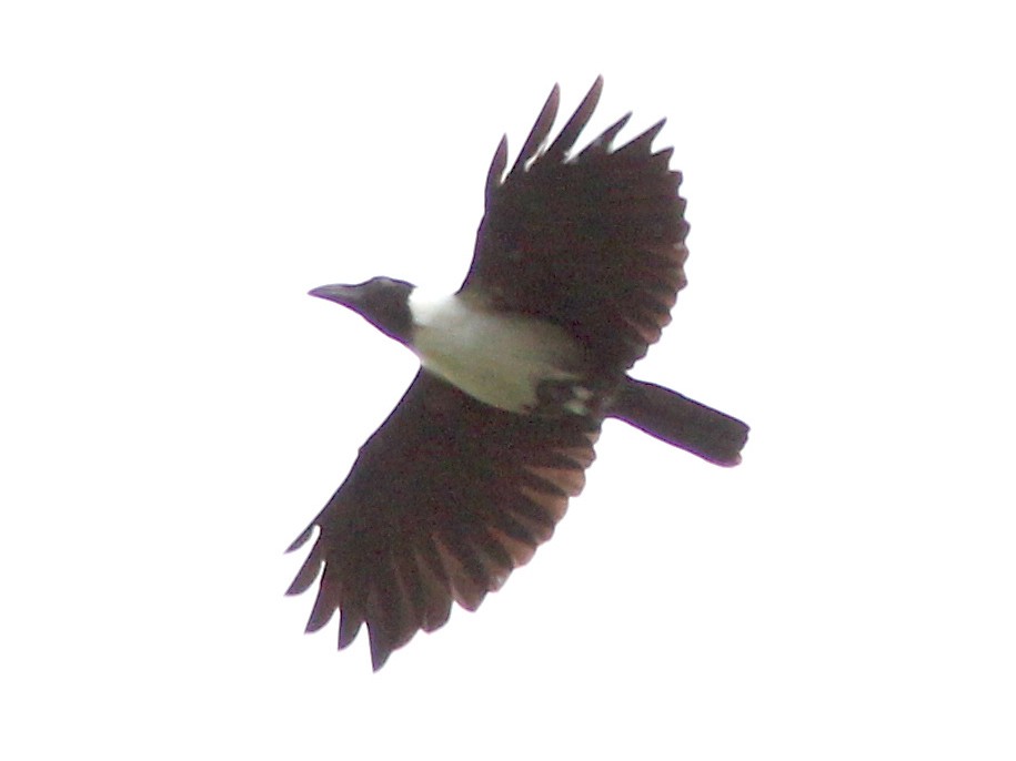 Piping Crow - eBird