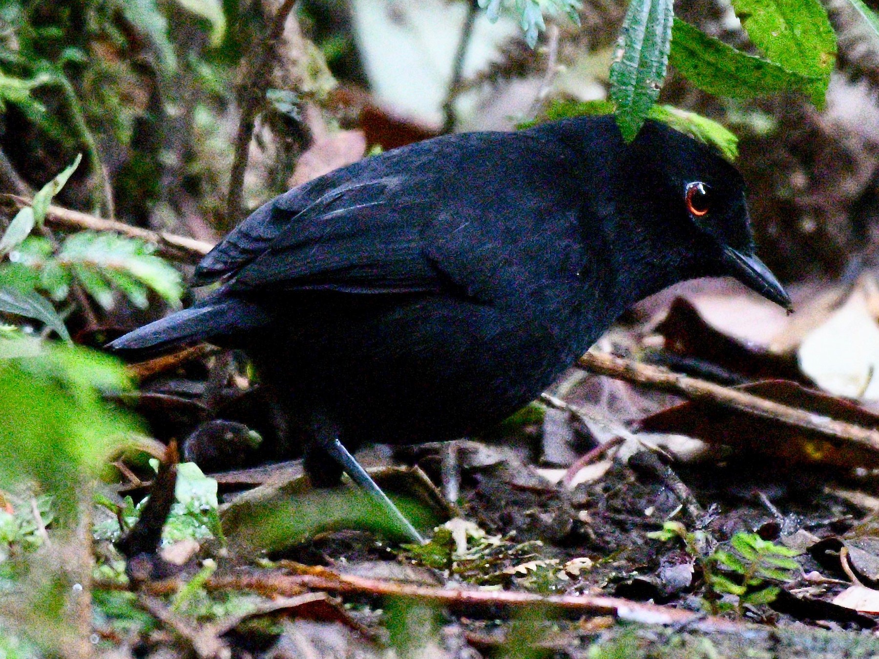 Lesser Melampitta - eBird