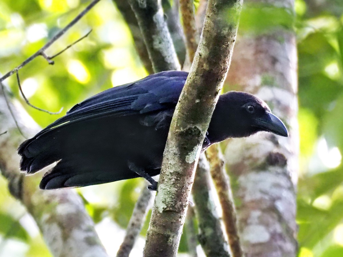 Banggai Crow - Corvus unicolor - Birds of the World