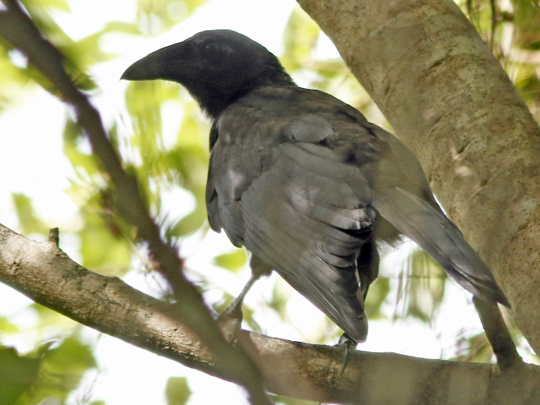 Flores Crow - eBird