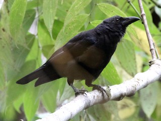 Violet Crow - eBird