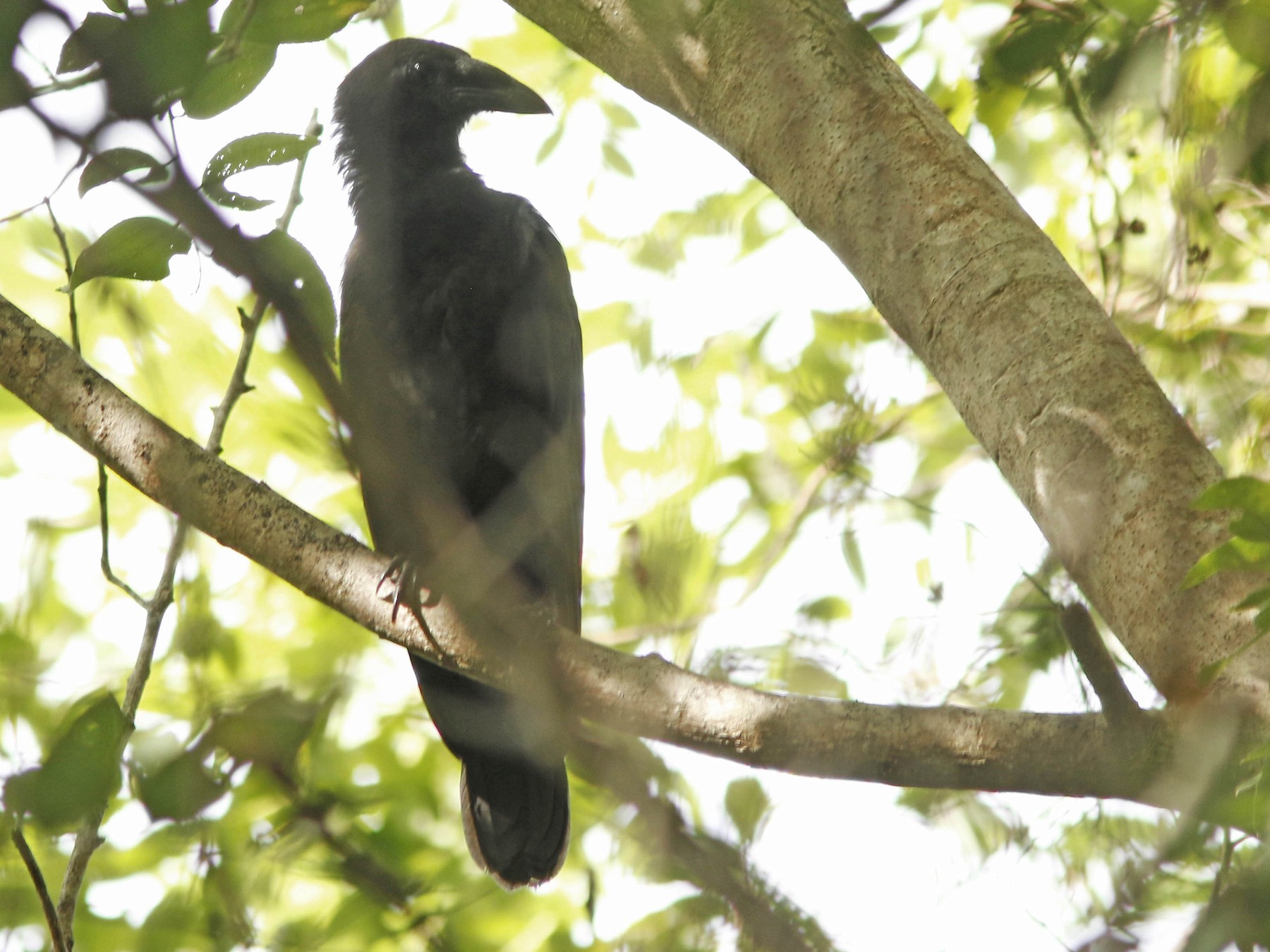 Flores Crow - eBird