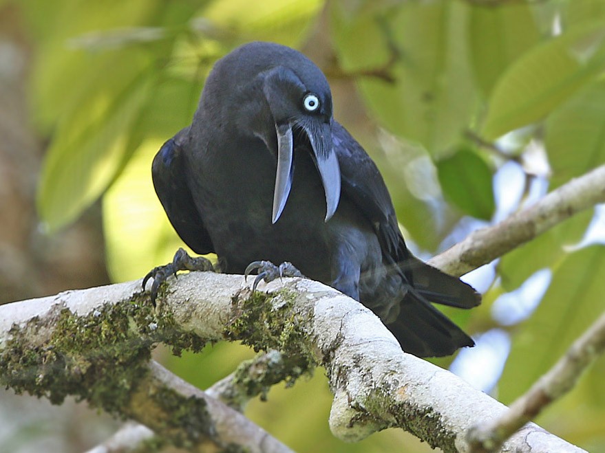 Long-billed Crow - eBird