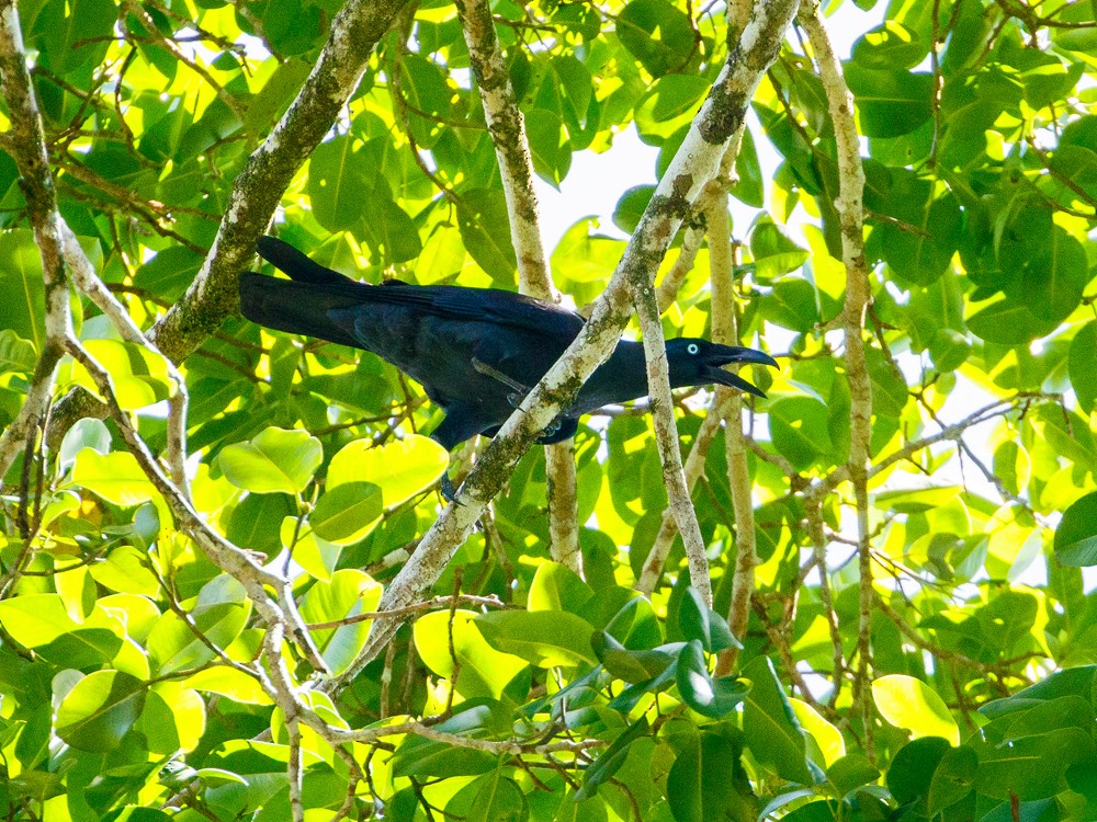 Long-billed Crow - eBird