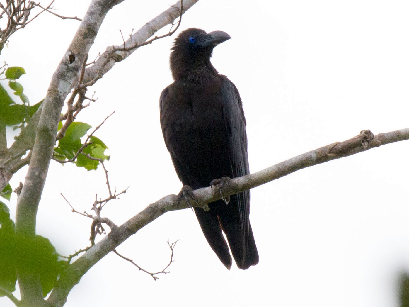 Brown-headed Crow - eBird