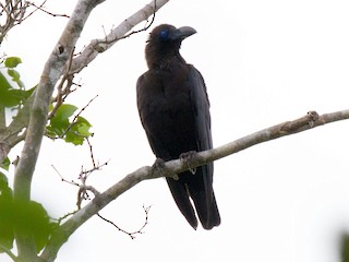 Brown-headed Crow - eBird