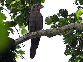 Gray Crow - Corvus tristis - Birds of the World