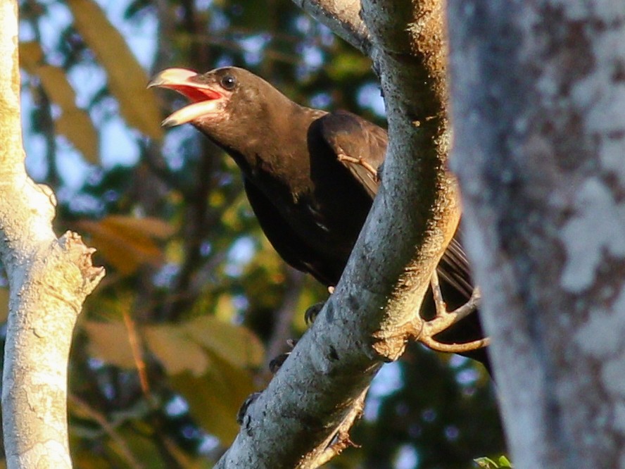Brown-headed Crow - eBird