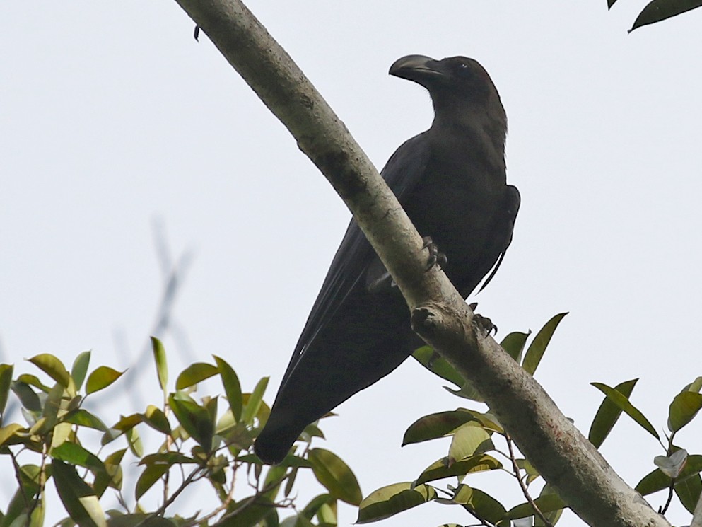 Brown-headed Crow - eBird