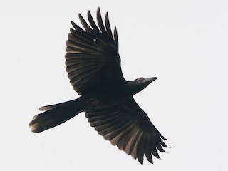 Gray Crow - eBird