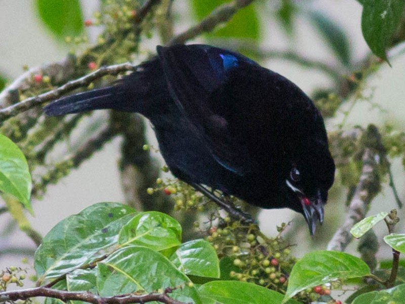 Loria's Satinbird - eBird