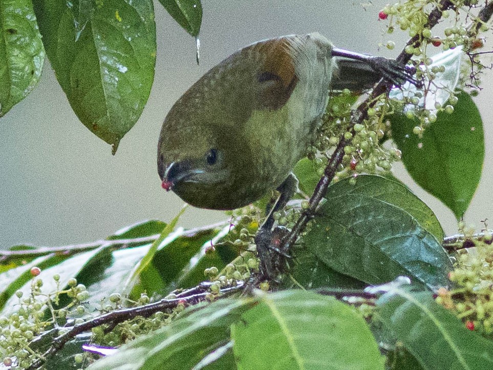 Loria's Satinbird - eBird