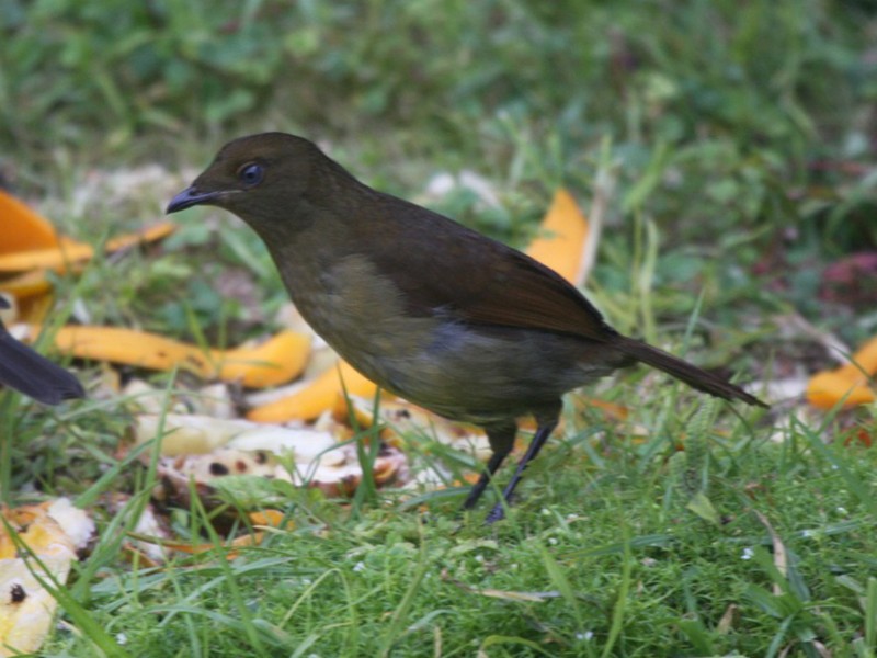 Crested Satinbird - eBird