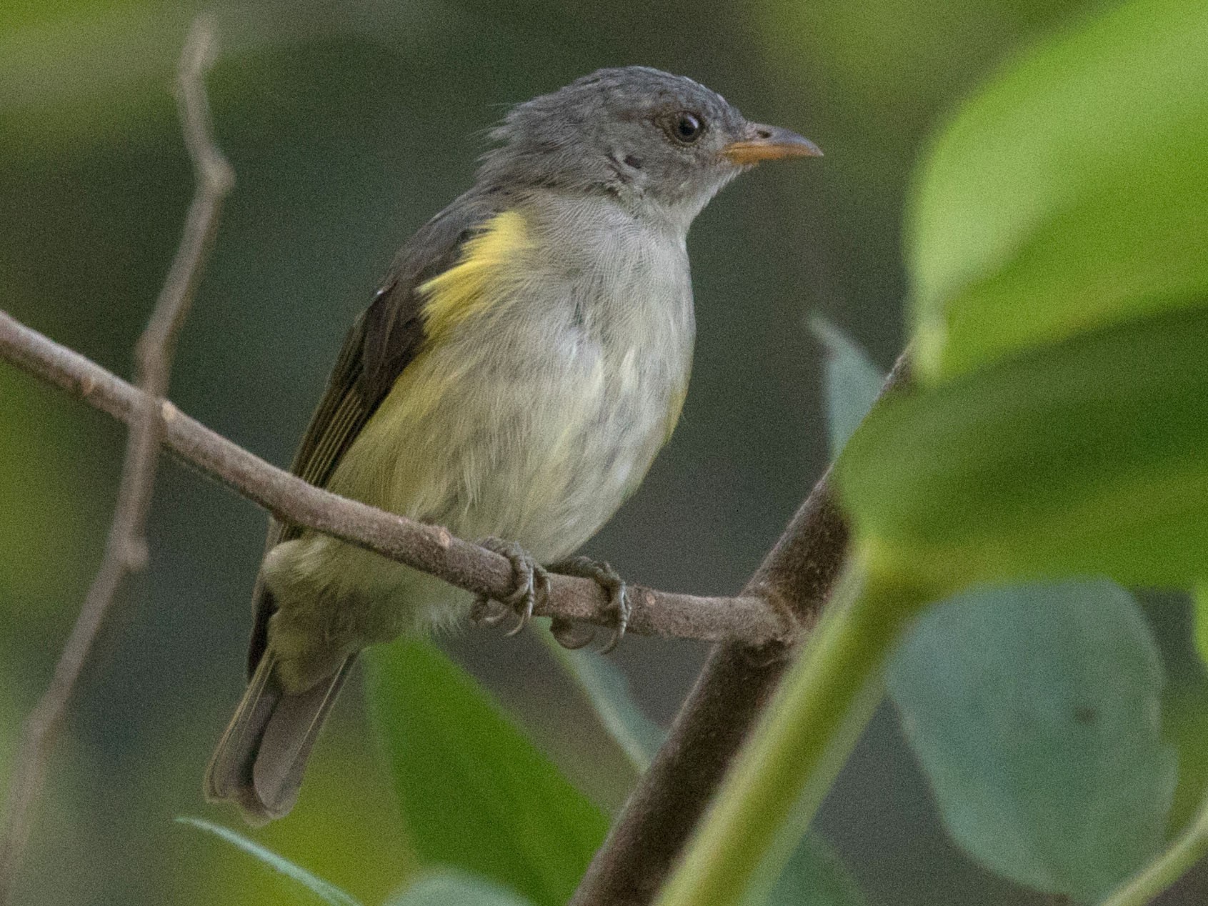 Obscure Berrypecker - eBird