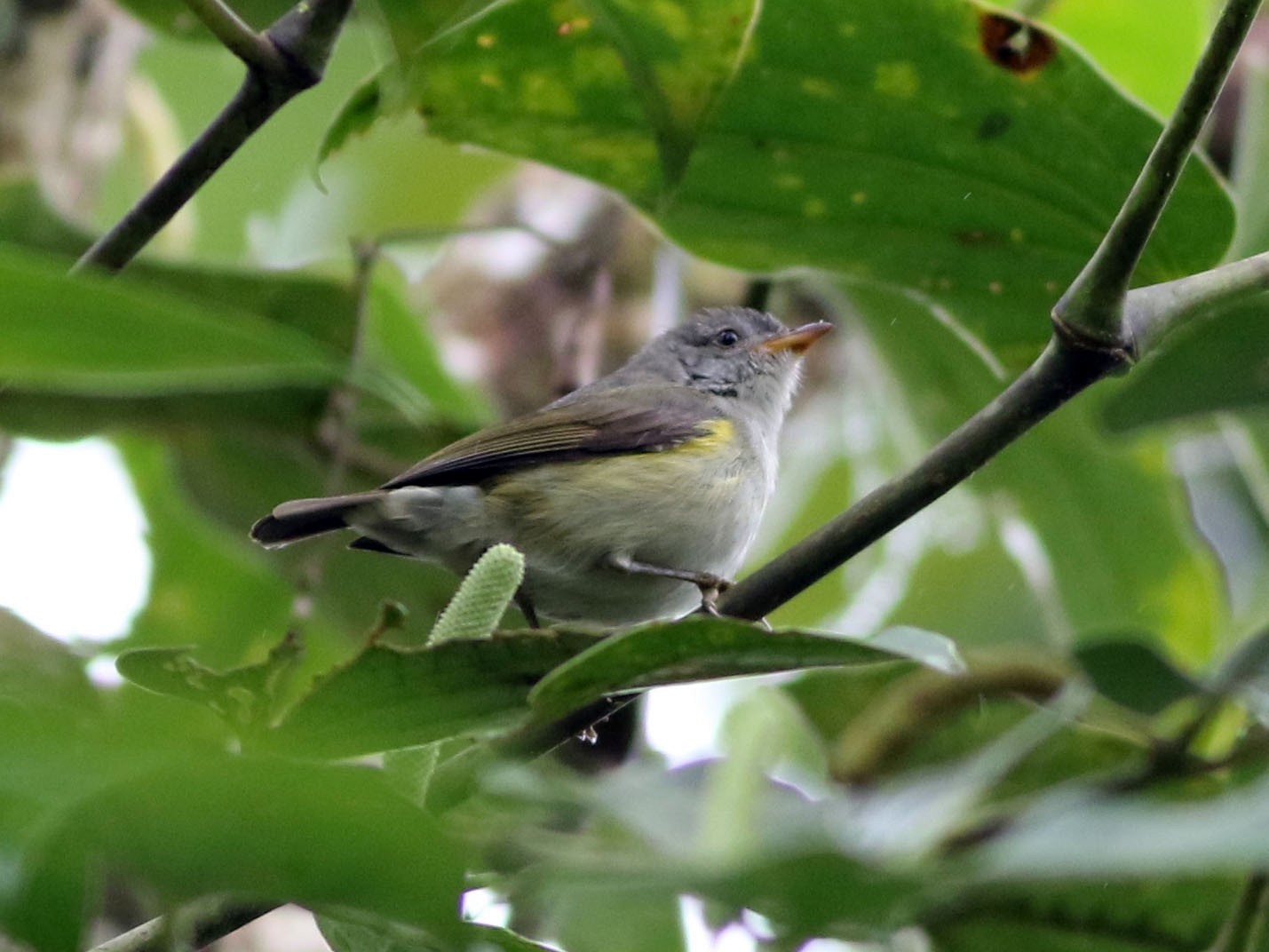 Obscure Berrypecker - eBird