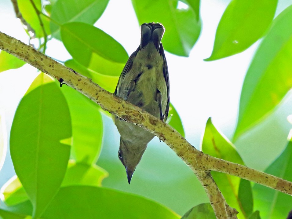 Black Berrypecker - eBird