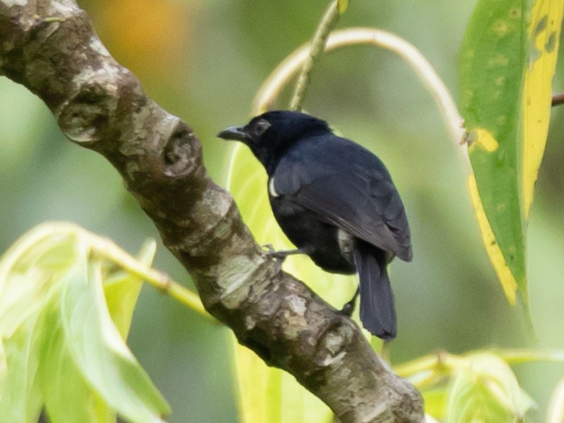 Black Berrypecker - eBird