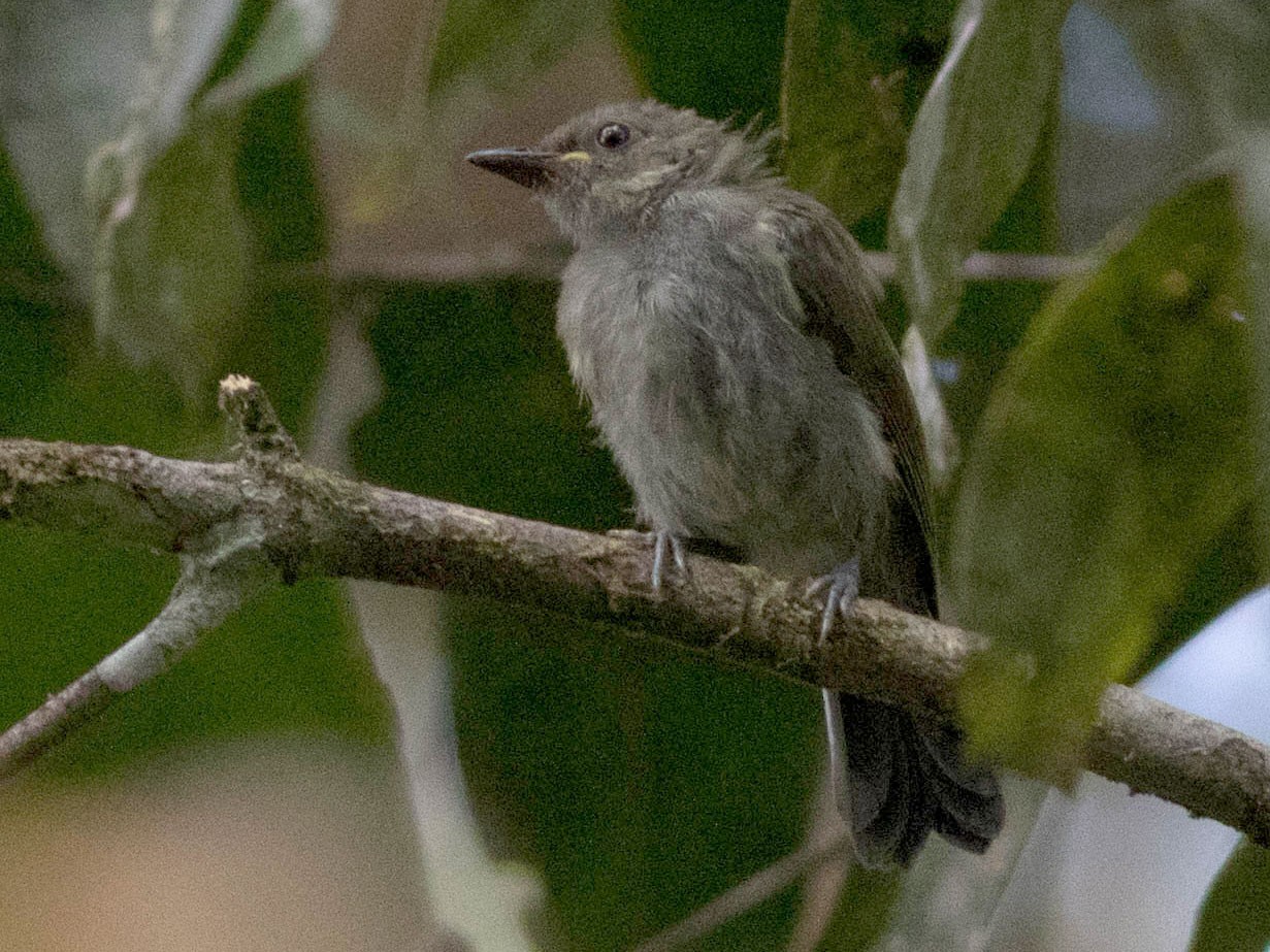 Black Berrypecker - eBird
