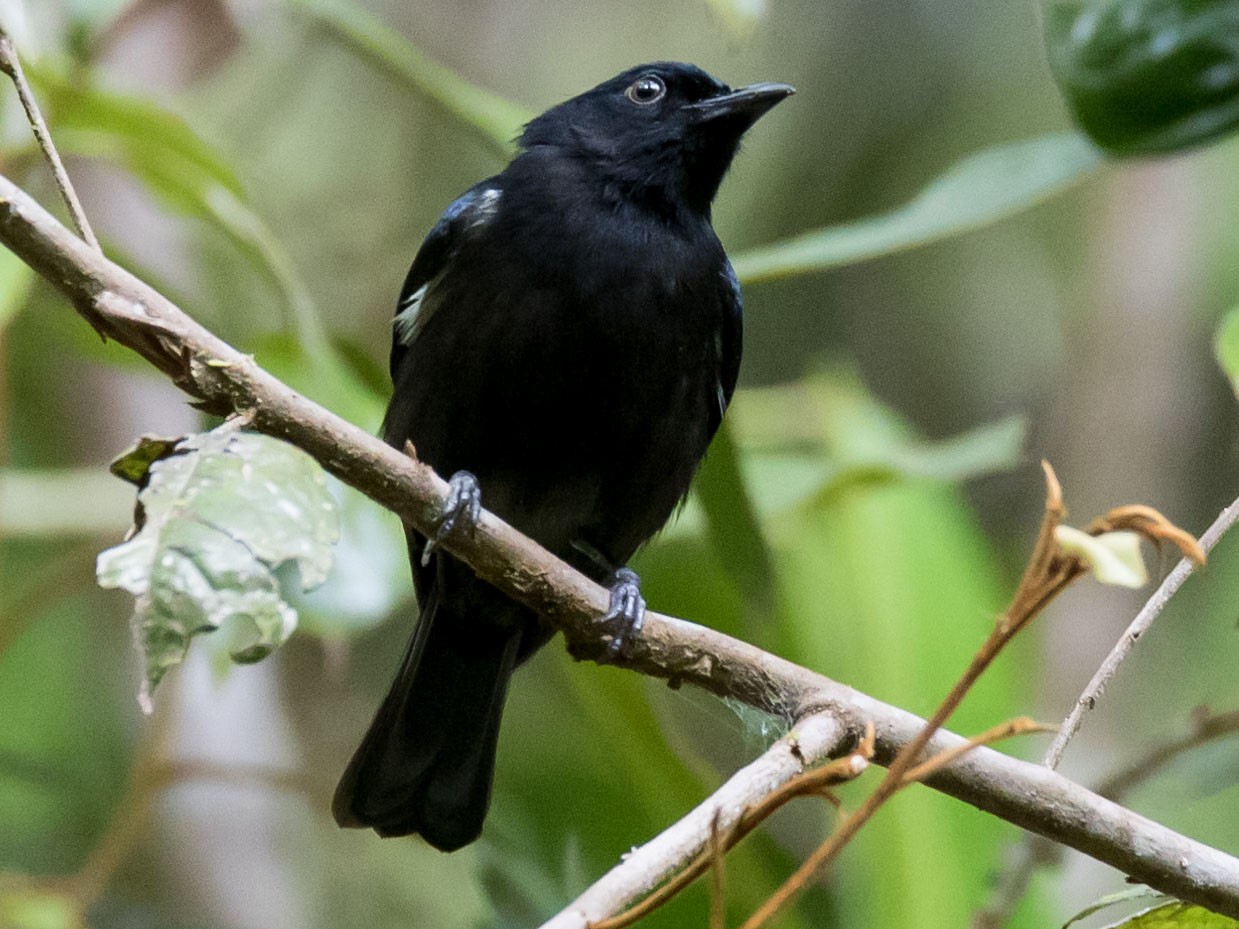 Black Berrypecker - eBird