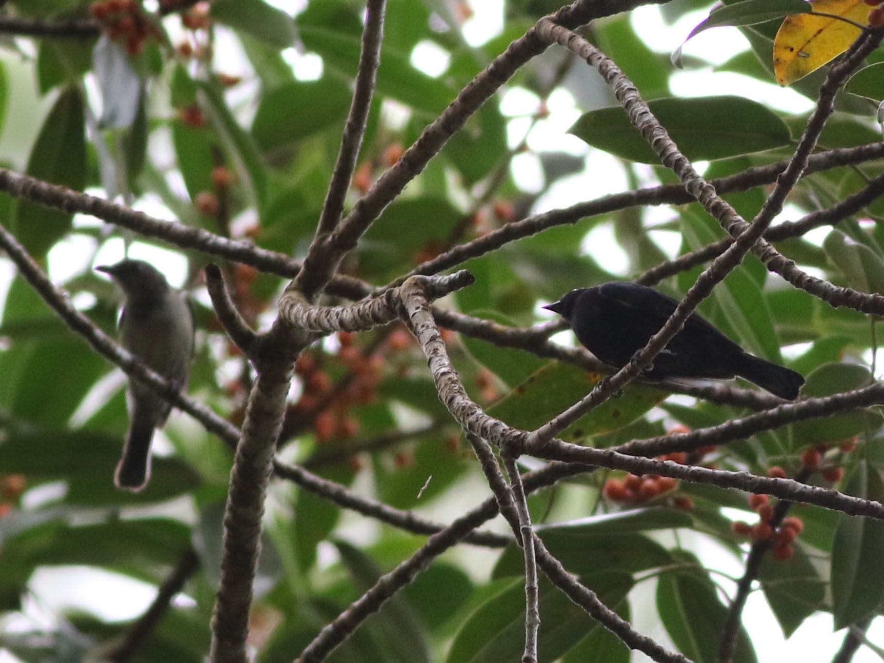 Black Berrypecker - eBird