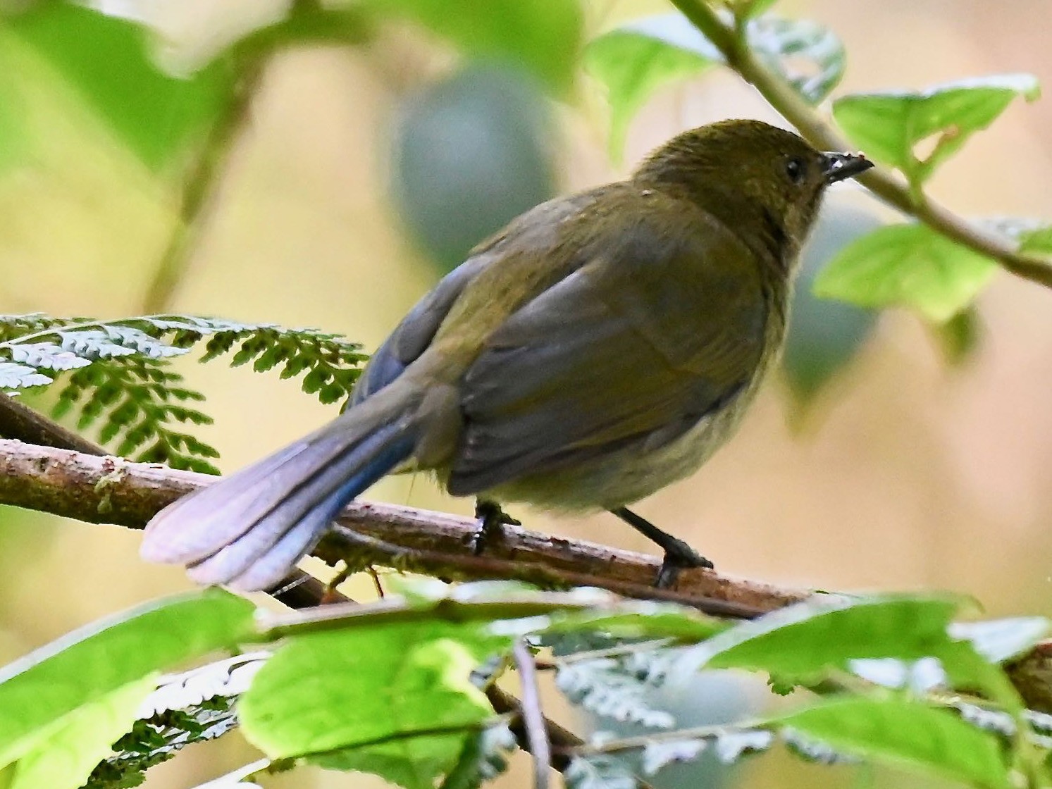 Fan-tailed Berrypecker - eBird