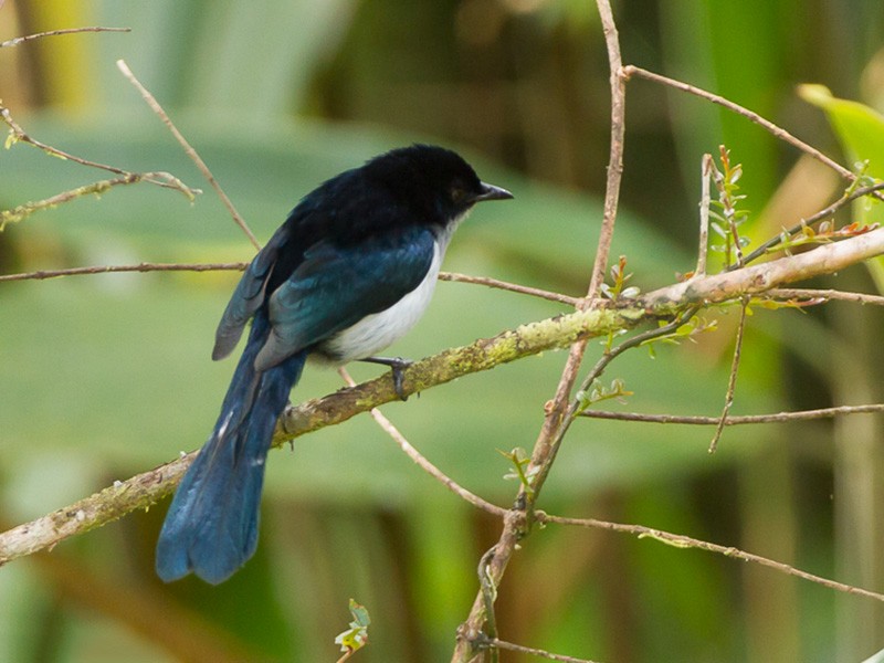 Fan-tailed Berrypecker - eBird