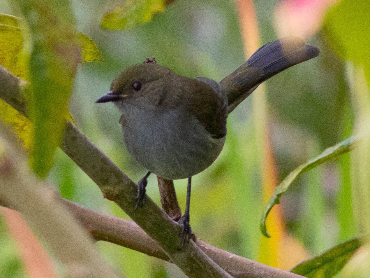 Fan-tailed Berrypecker - eBird