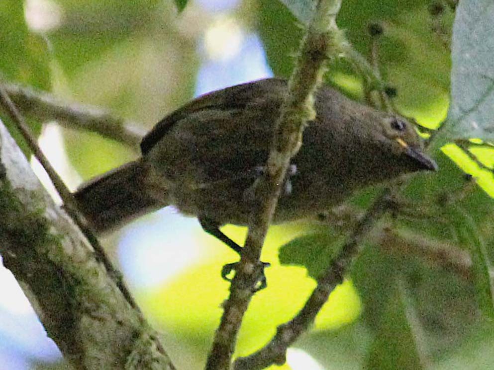 Streaked Berrypecker - New Zealand eBird