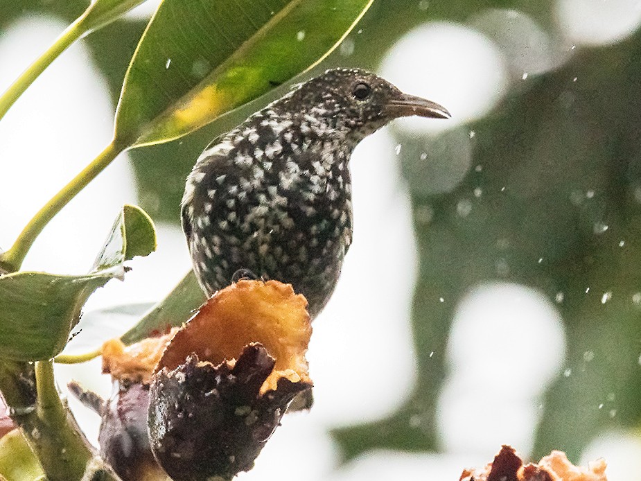 Spotted/Thick-billed Berrypecker - eBird