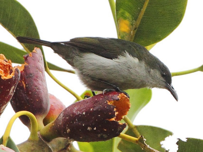 Spotted Berrypecker - eBird