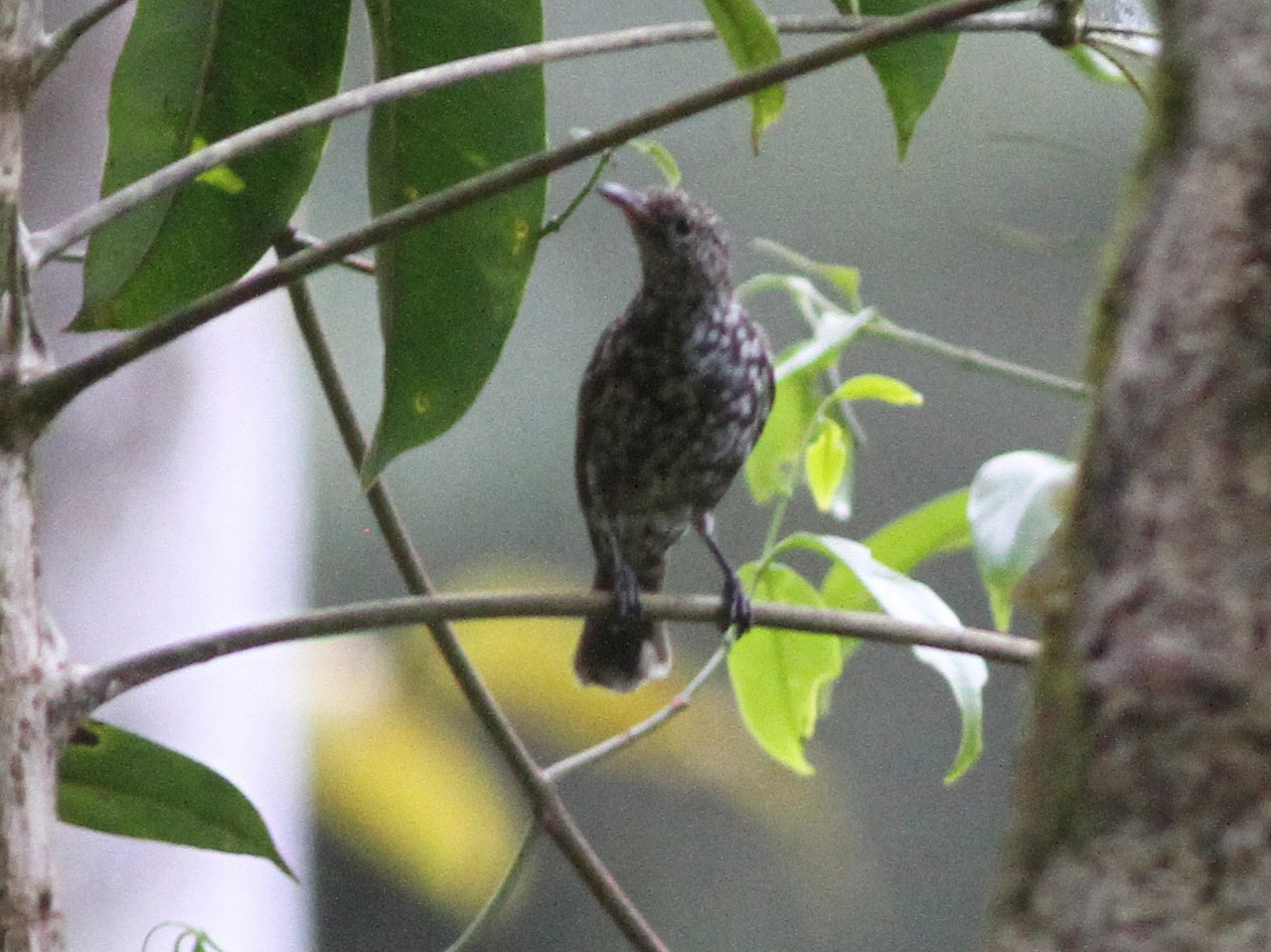 Spotted Berrypecker - eBird