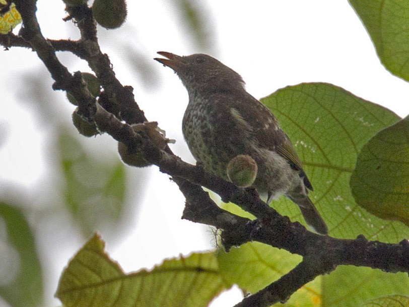 Spotted Berrypecker - eBird