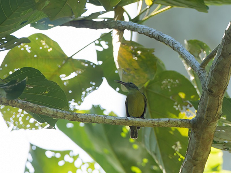 Yellow-bellied Longbill - eBird