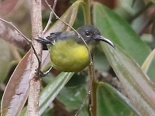 Slaty-chinned Longbill - eBird