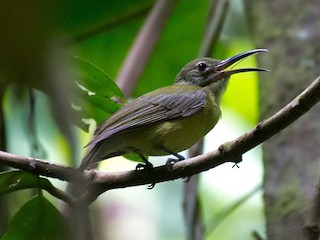 Yellow-bellied Longbill - eBird