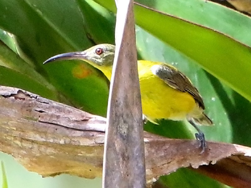 Yellow-bellied Longbill - eBird