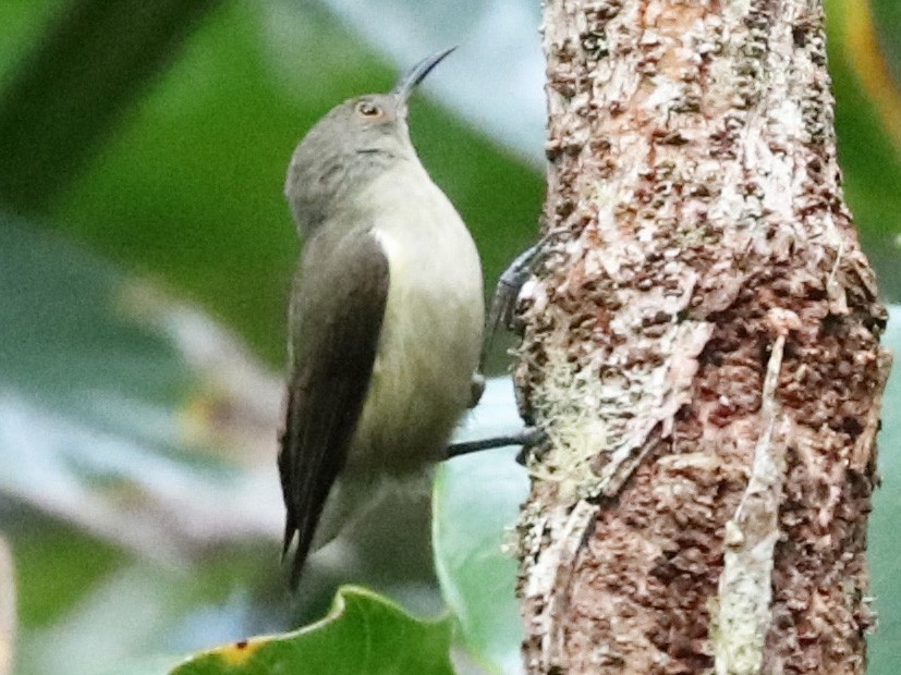 Spectacled Longbill - eBird