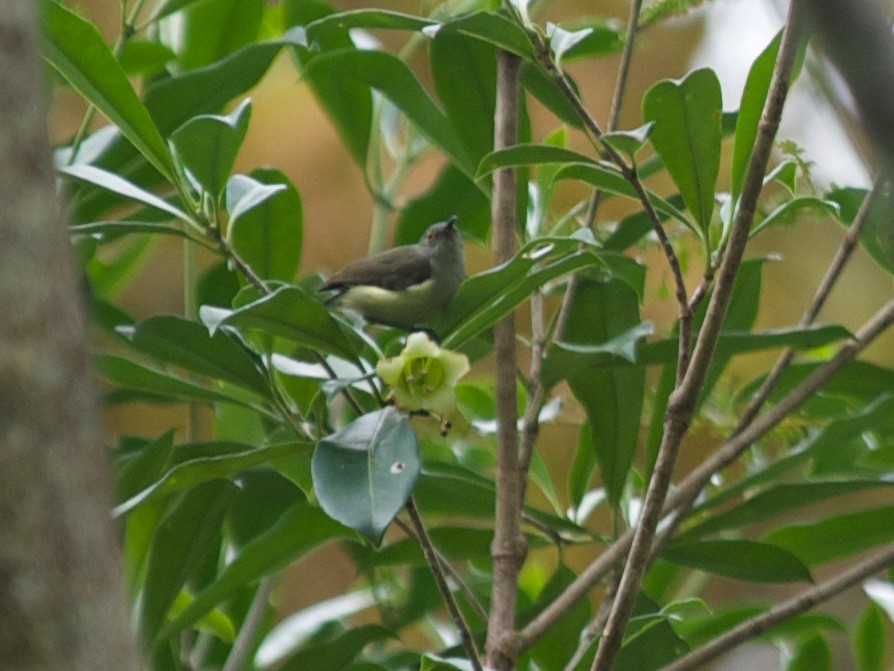 Spectacled Longbill - eBird