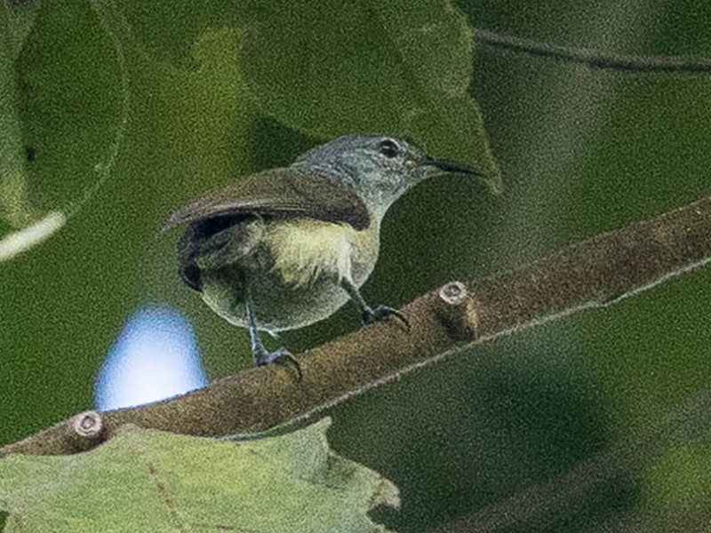 Pygmy Longbill - eBird