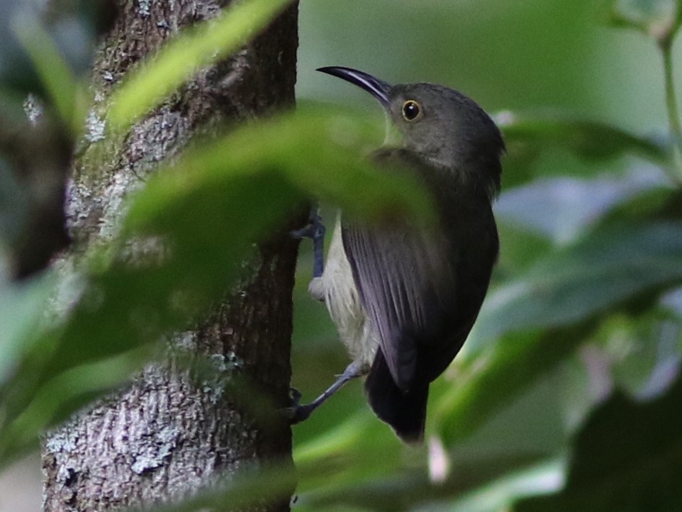 Spectacled Longbill - eBird