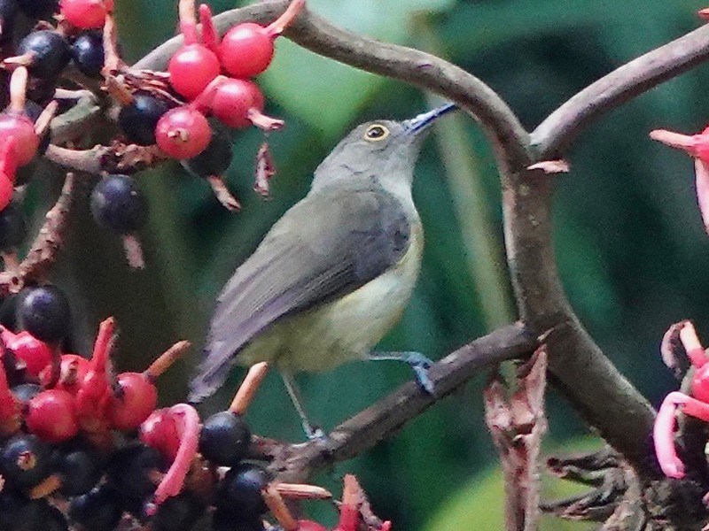 Spectacled Longbill - eBird