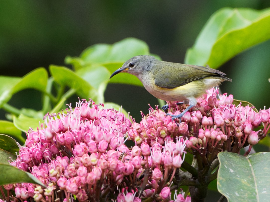 Pygmy Longbill - eBird
