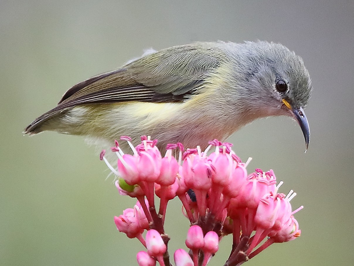Pygmy Longbill - eBird