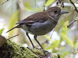 Greater Ground-Robin - eBird