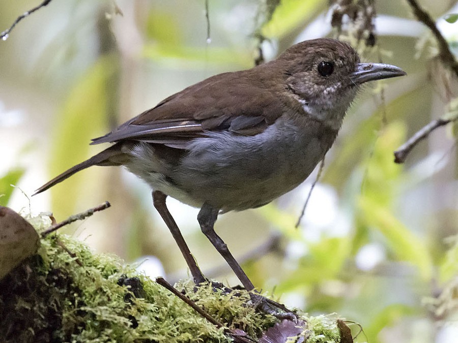 Greater Ground-Robin - eBird
