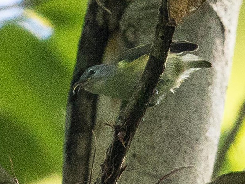 Pygmy Longbill - eBird