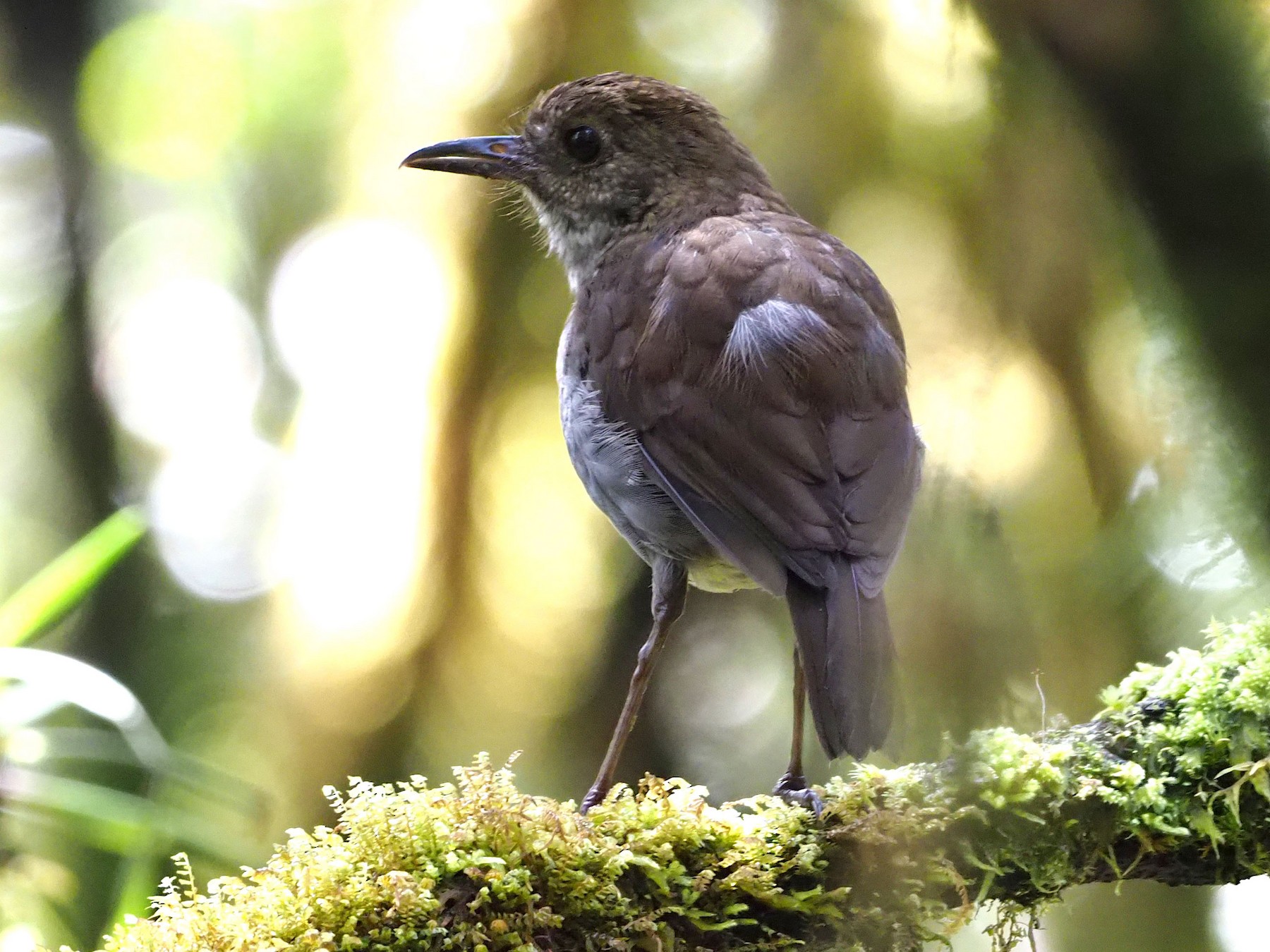 Greater Ground-Robin - eBird