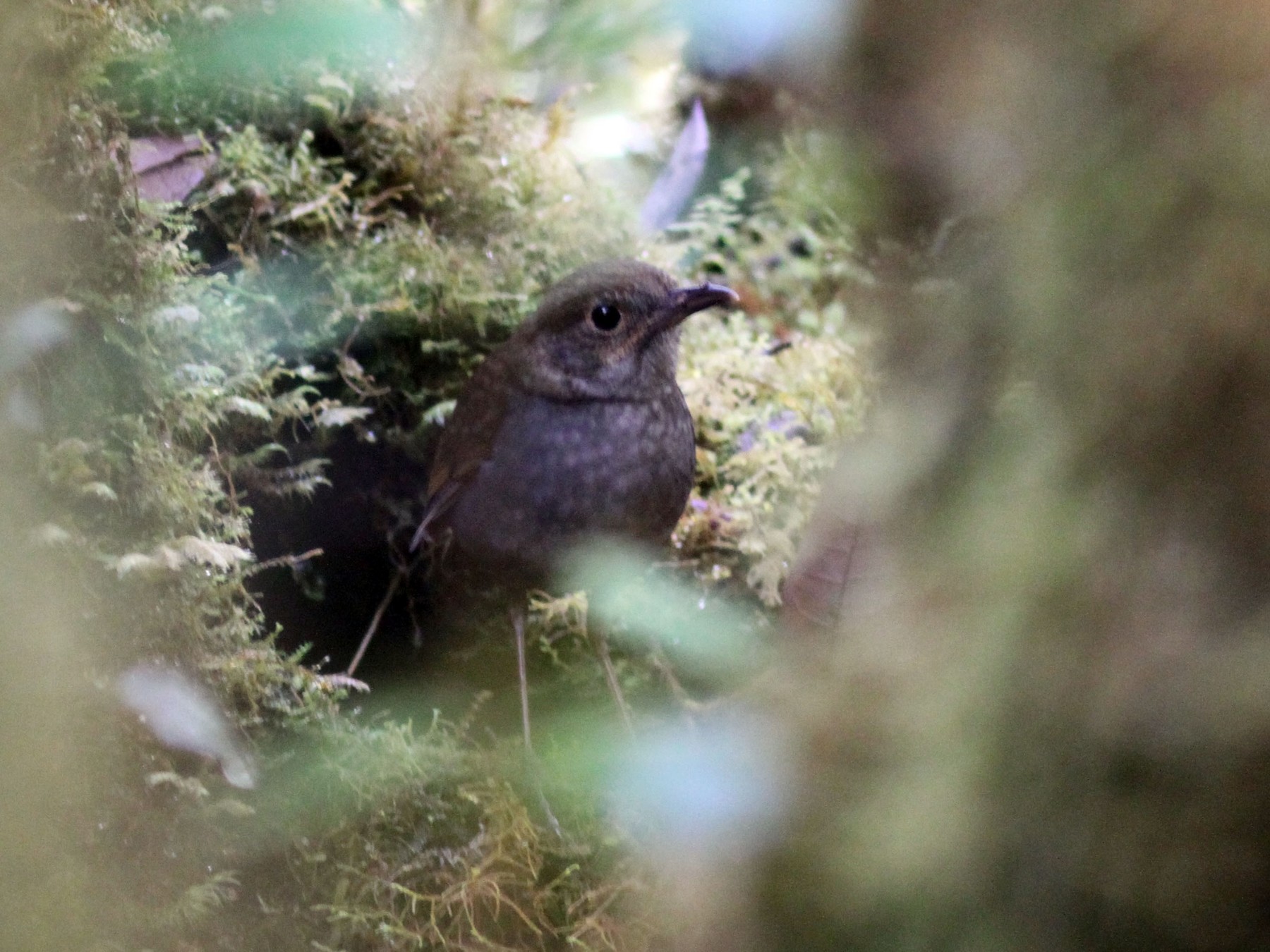 Greater Ground-Robin - eBird